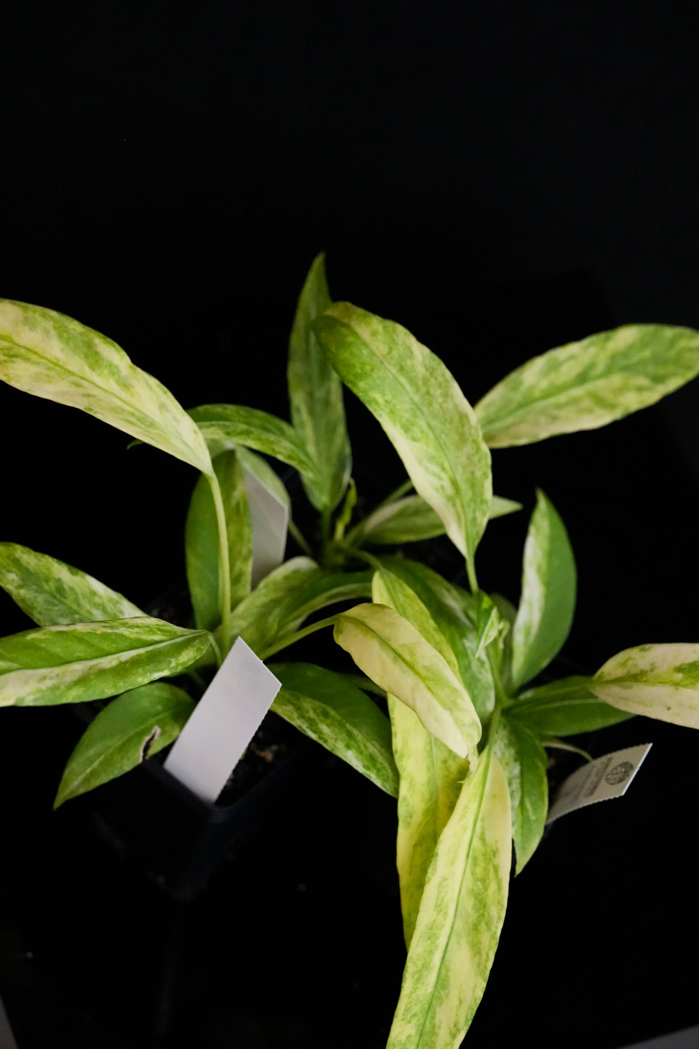 Anthurium Vittarifolium Variegated *Growers Choice* – Fontanimal Plant ...